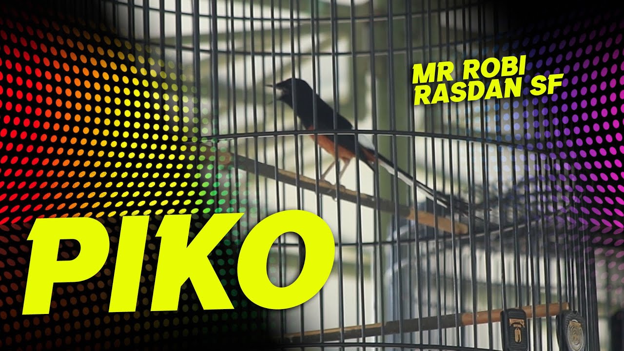 MURAI PIKO MR ROBI RASDAN BANDUNG - YouTube