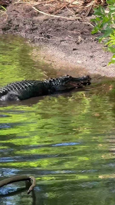 Busy morning at Bird Rookery #snakes #snake #alligators #florida #hawk ...