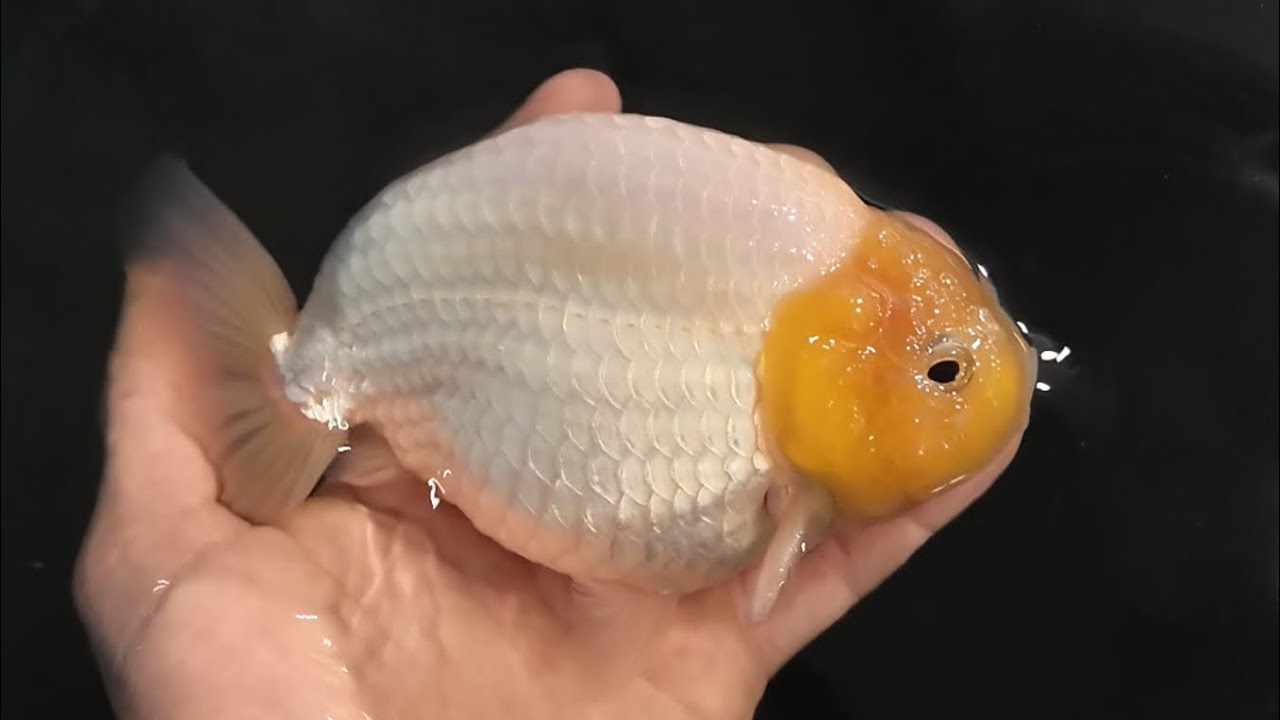 How to grow GIANT CHUNKY THICK goldfish - YouTube