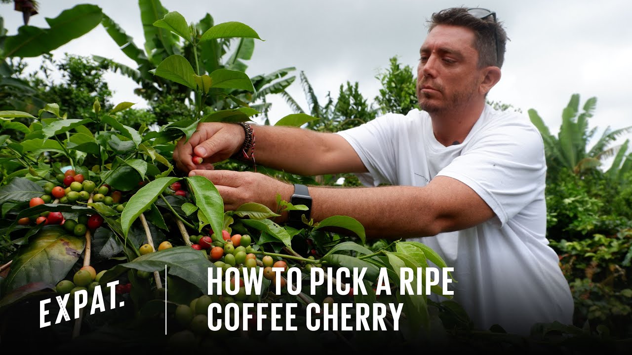How to Pick a Ripe Coffee Cherry - Expat. Roasters - YouTube