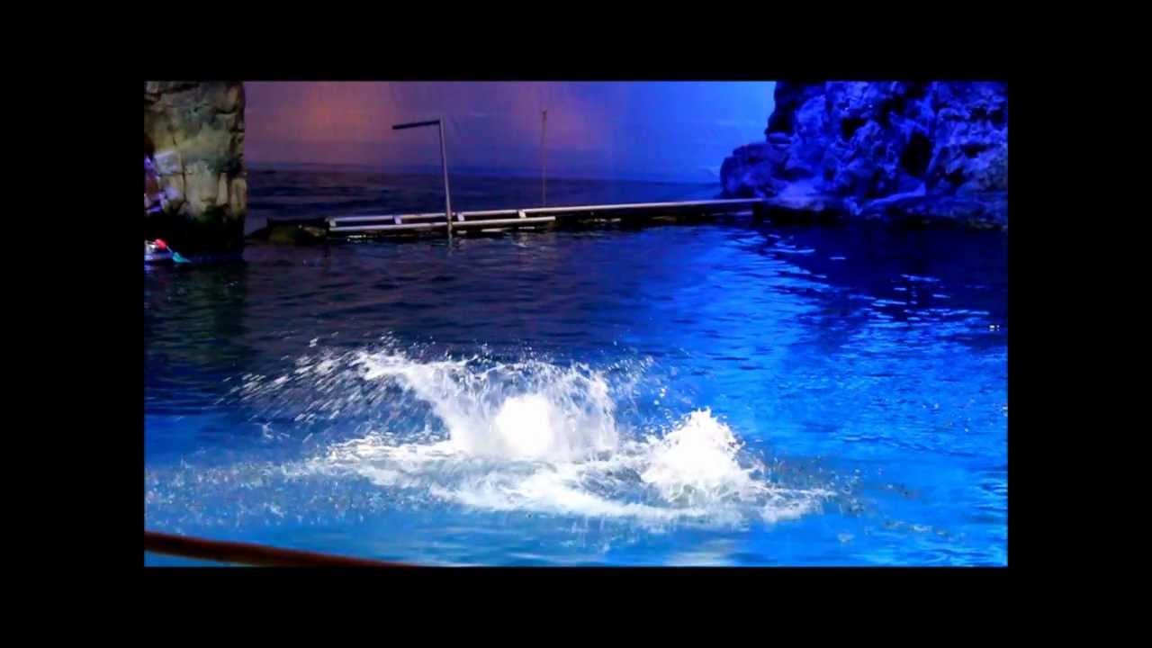 Dolphin Jump Slow Motion - YouTube
