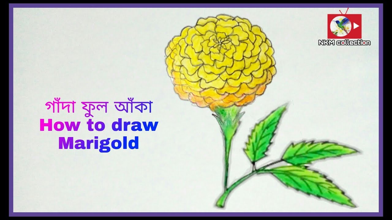সহজে গাঁদা ফুল আঁকা । How to Draw Marigold । gada ful । গাদা ফুল - YouTube