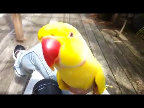 Parrot Asks Owner \
