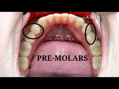 Class IV Topic Teeth,it's types and structure by Suman Rathee - YouTube