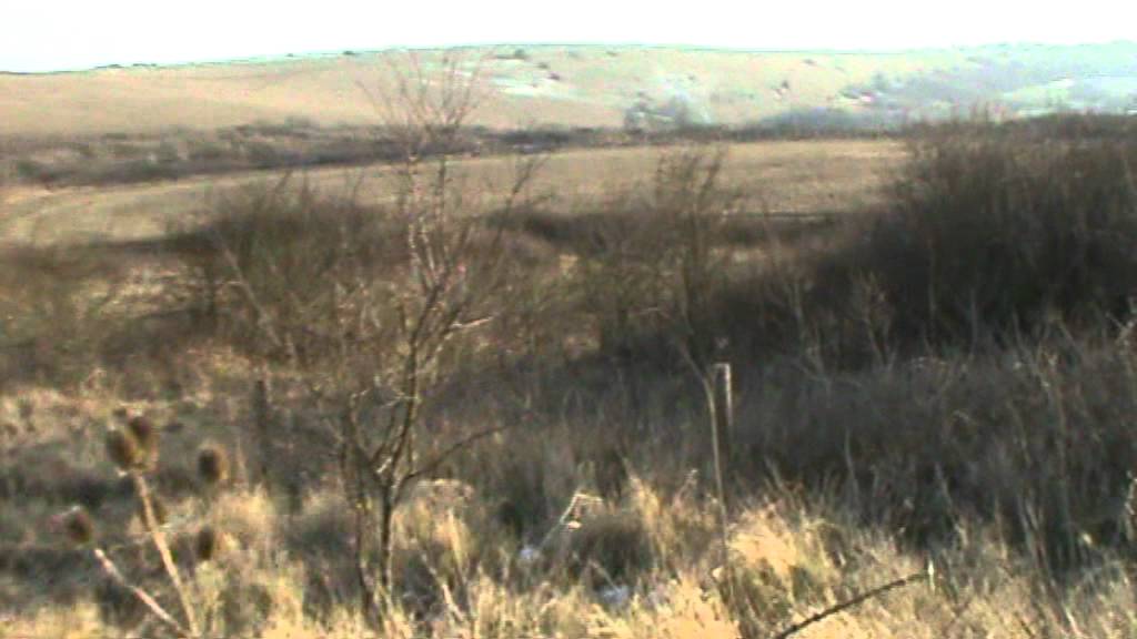 Fox in Sheepcote Valley - YouTube