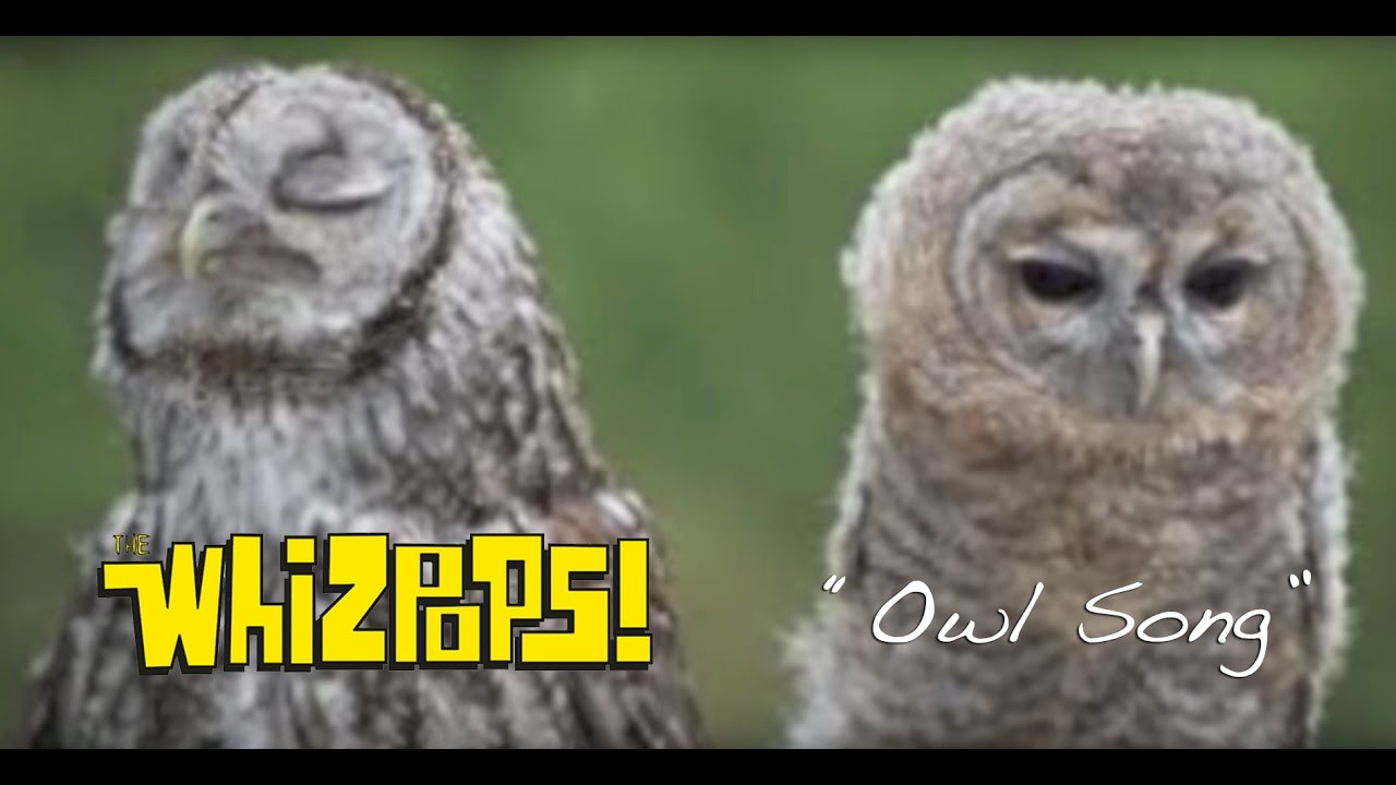 The Owl Song by The Whizpops! - YouTube