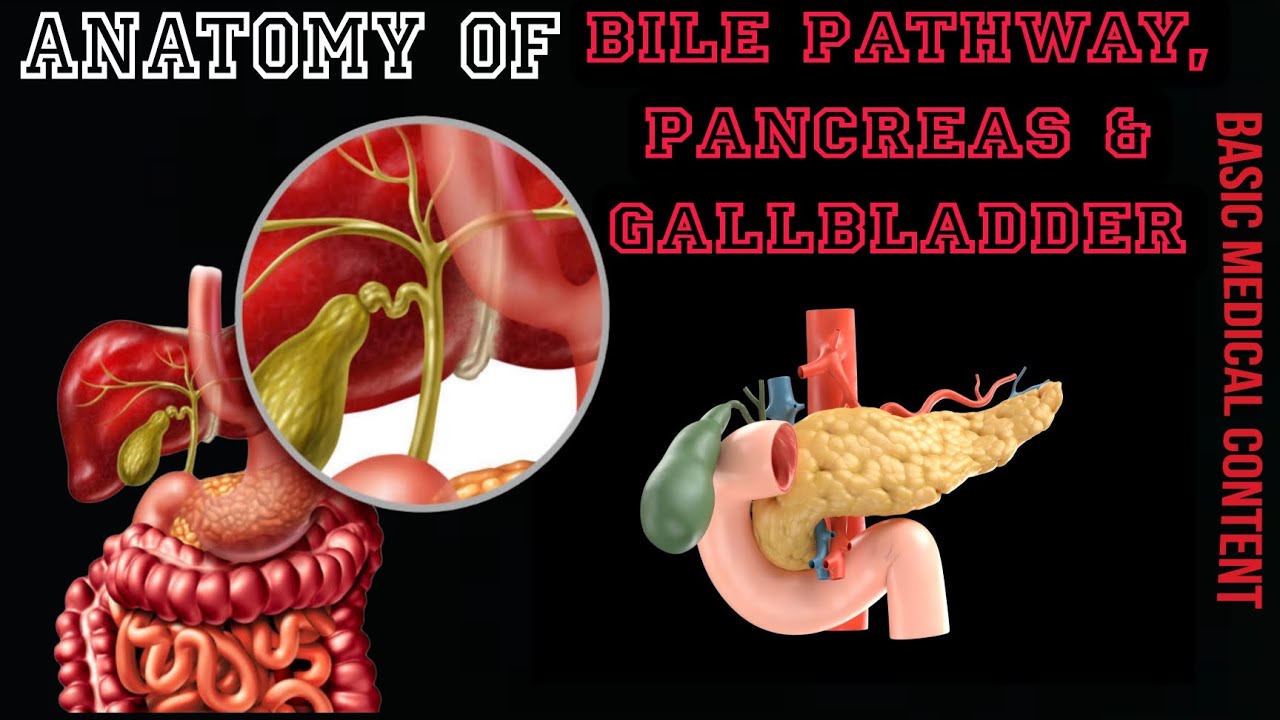 Anatomy of Gallbladder | Pancreas | Bile Pathway #Pancreas #Gallbladder ...