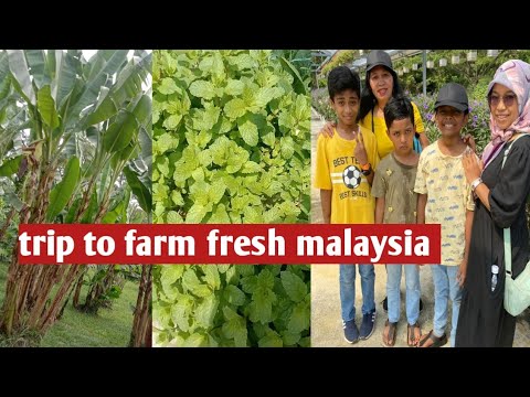 Trip to farm fresh malaysia - YouTube