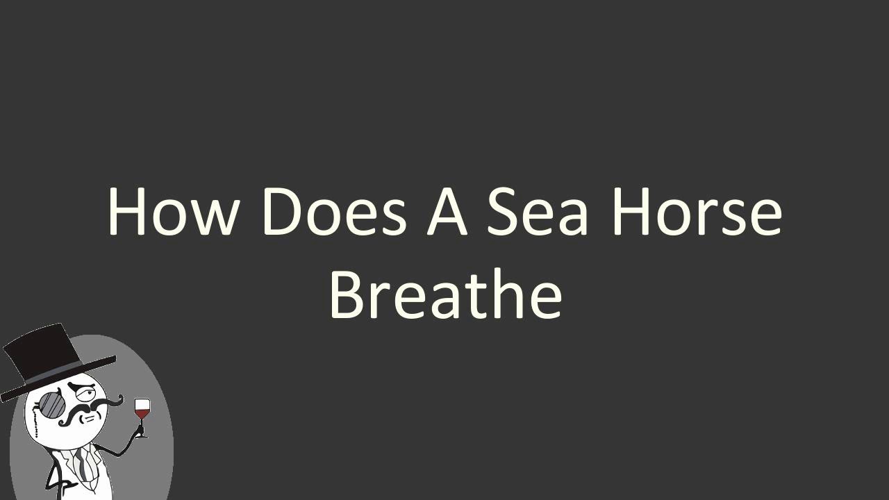 How does a sea horse breathe - YouTube
