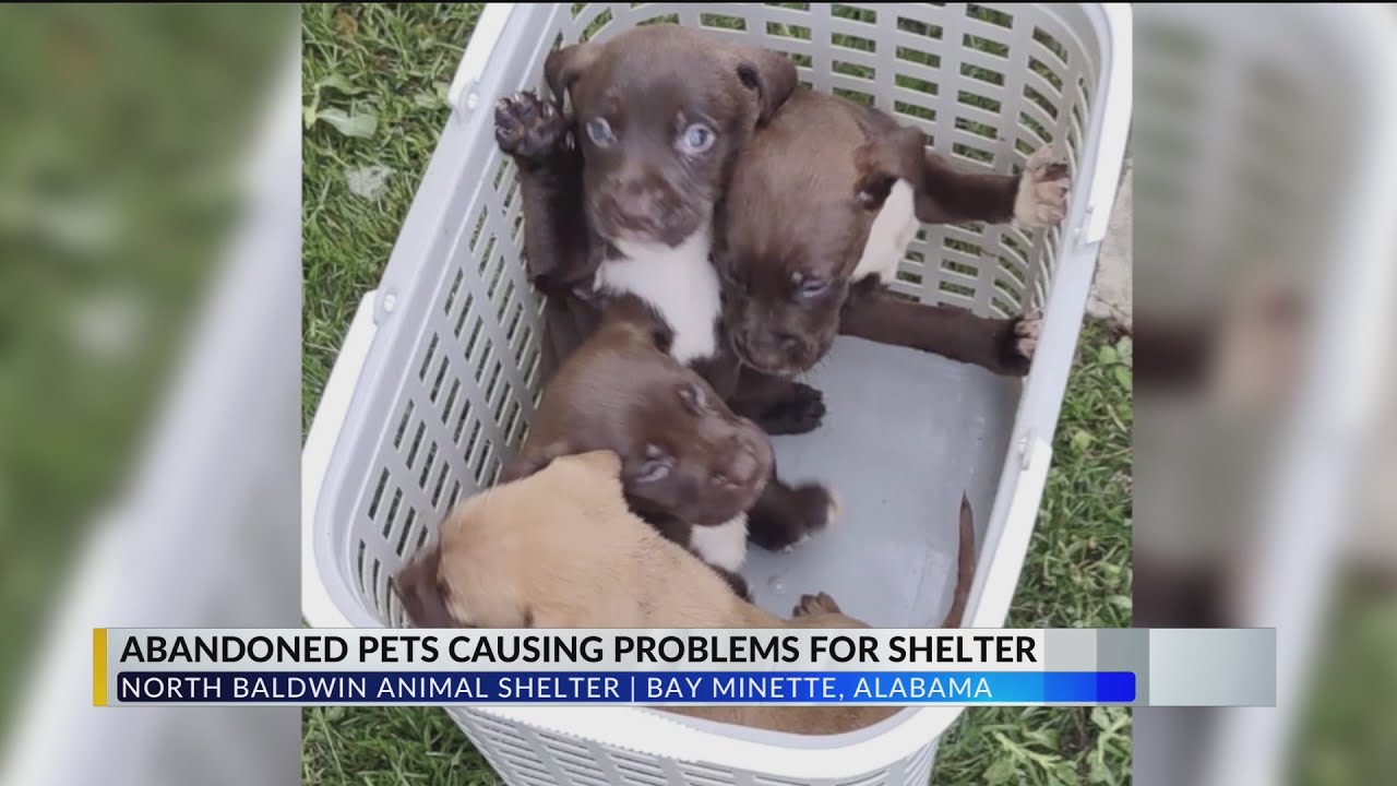 Abandoned animals creating problems for shelter - YouTube