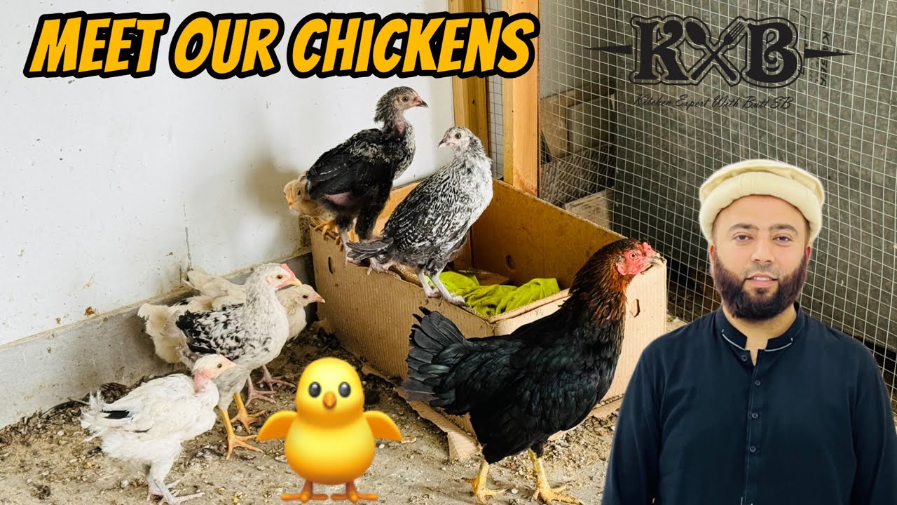Hamara Chicks 🐥 Baray Ho Gay | Meet Our Chicken | Today’s Vlog With ...