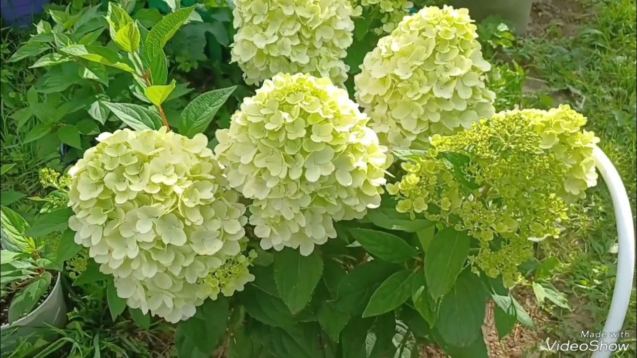Гортензия Бонфайер 🥰 - YouTube