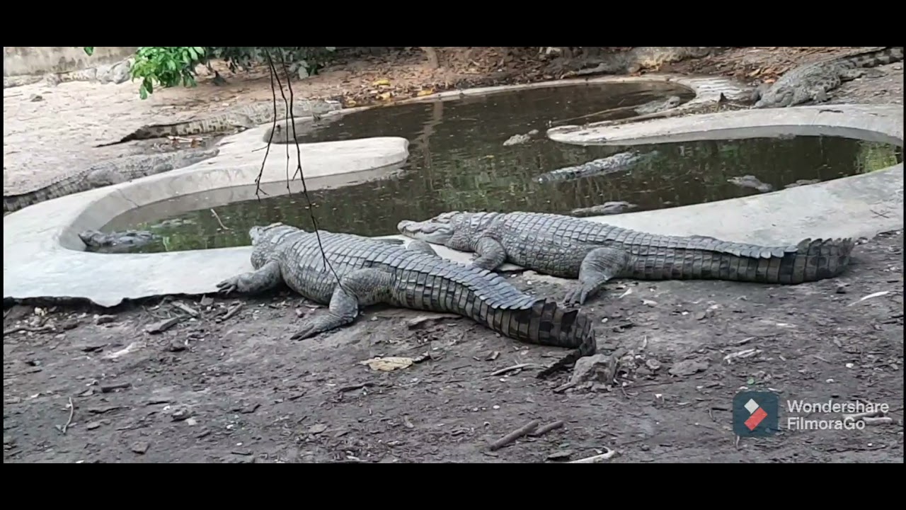 Visiting Dar Es Salaam Zoo part 3 - YouTube