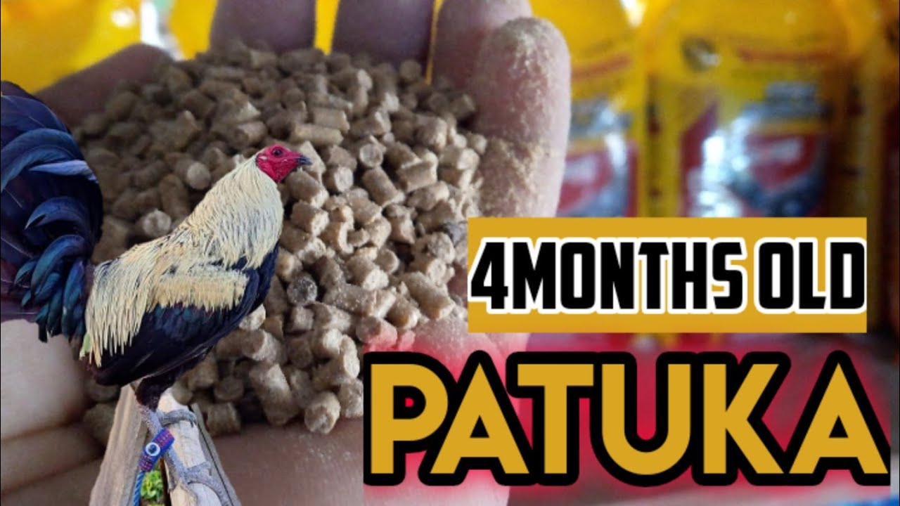 magandang patuka - YouTube