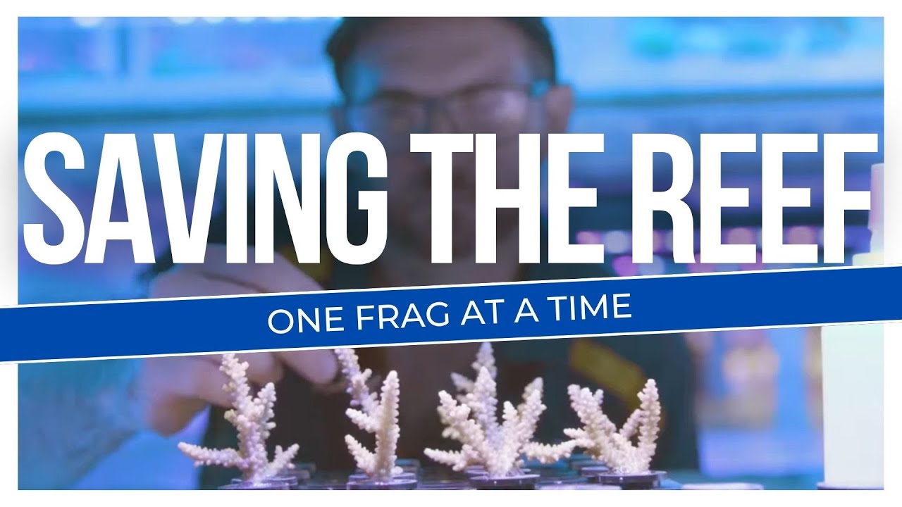 The Forever Reef Project - Saving the GBR one frag at a time! - YouTube