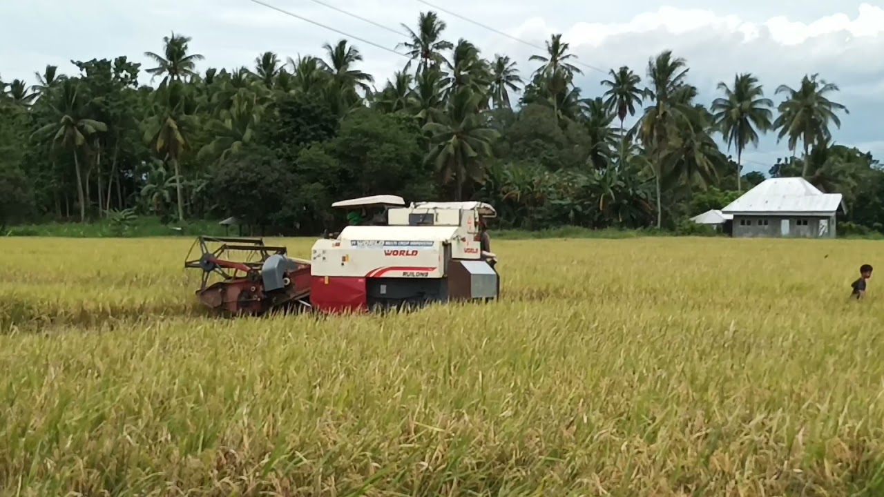 HOW TO HARVEST RICE USING HARVESTER #Mavicard1925 - YouTube