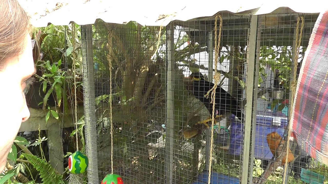 Caged mynah bird speaks Thai - YouTube