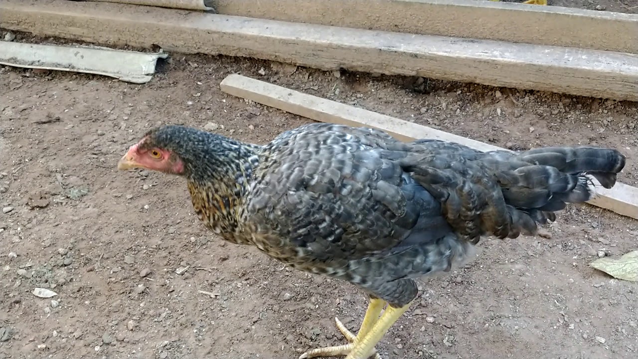 Galinha nova na criação! Vejam que linda ela é 😍🙏 ️ - YouTube