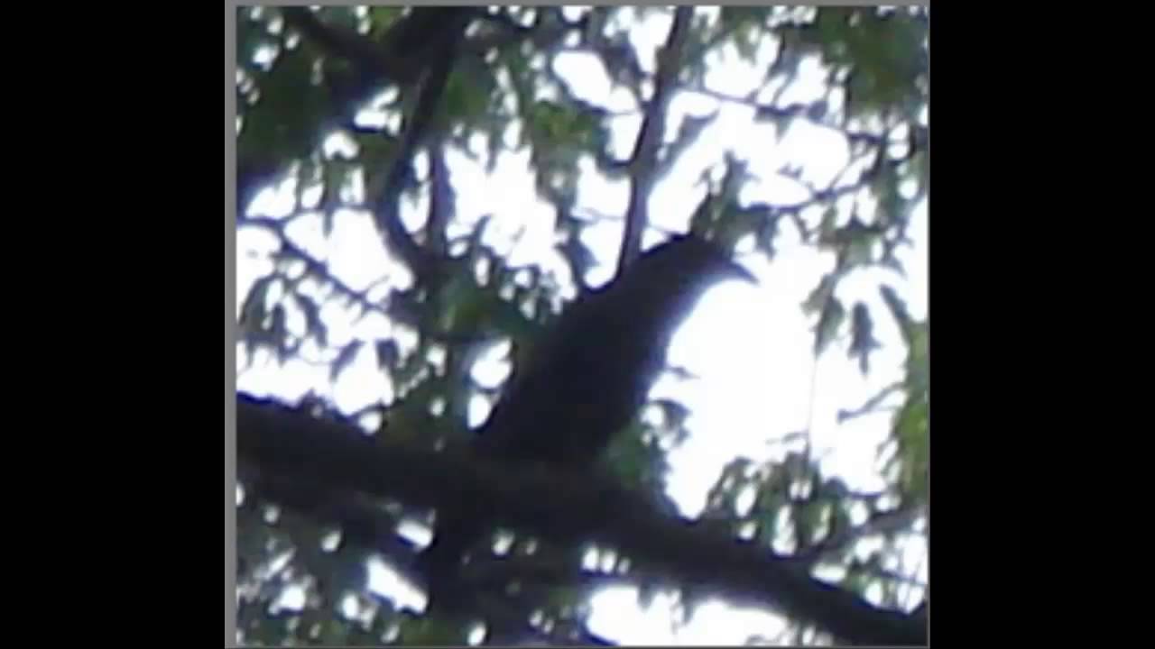 Mr. Crowman - YouTube