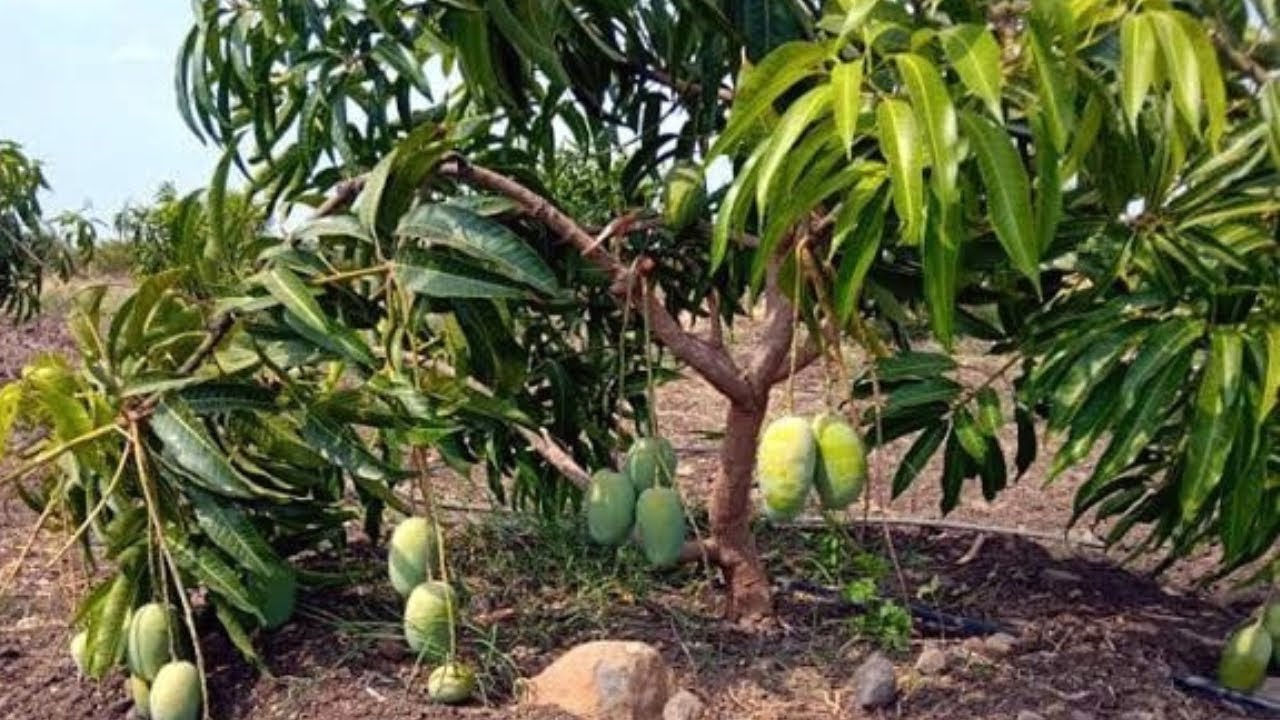 How to Propagate mango by Cutting onion branches to help the roots # ...
