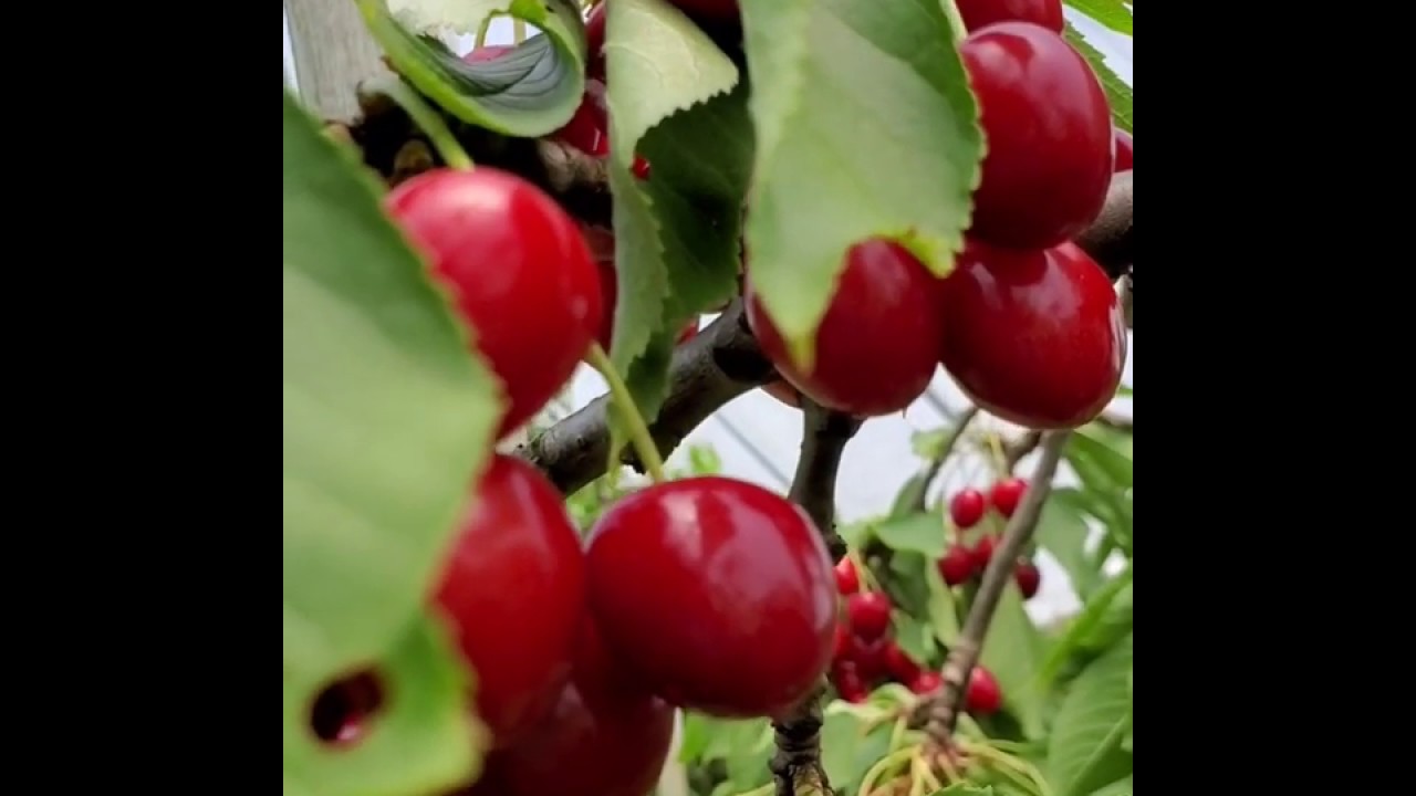 Cherries!! Farm visit. - YouTube