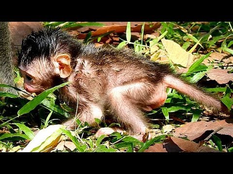New baby monkey Jayden just born, How baby Jayden learn walk with mom ...