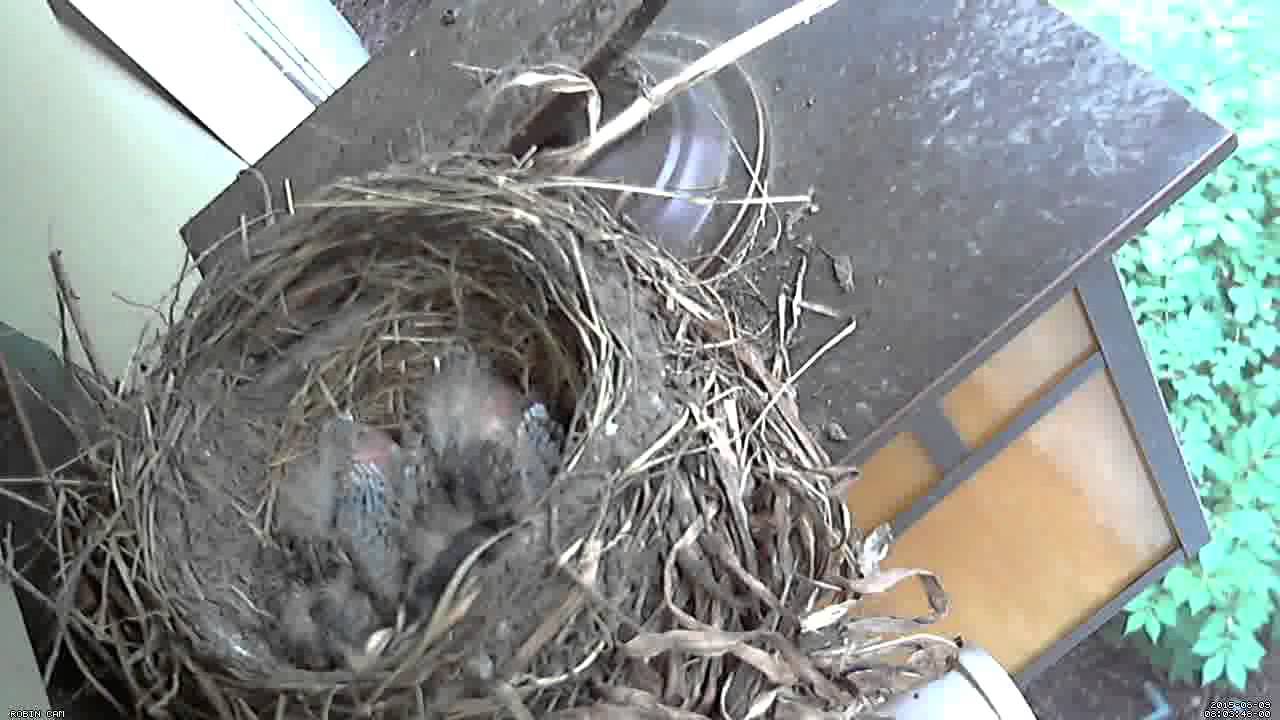 Robin's nest time lapse August 9. Hawk attack! - YouTube