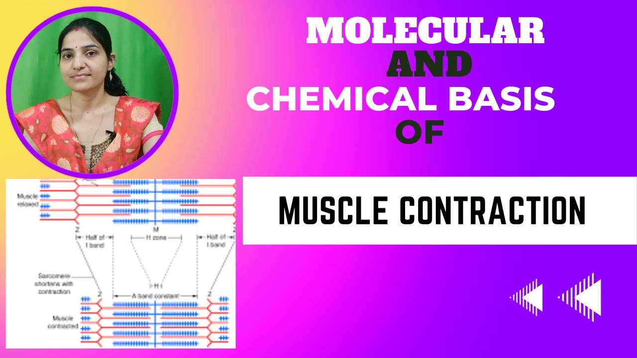 Molecular And Chemical Basis Of Muscle contraction B.Sc 2nd year||# ...