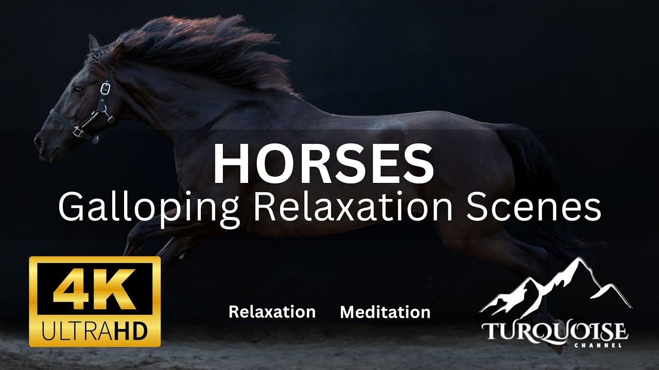 4K • Horse Scenes Beautiful Nature Landscape Relaxation with Relaxing ...