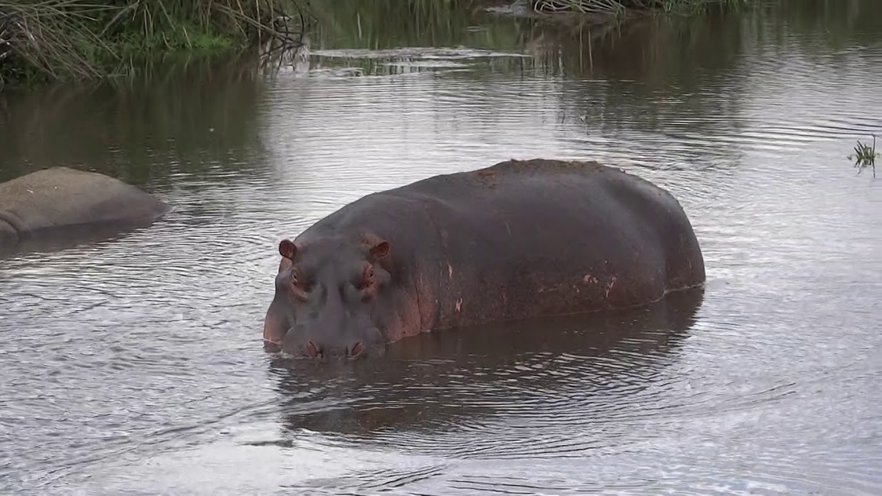 hippo - YouTube