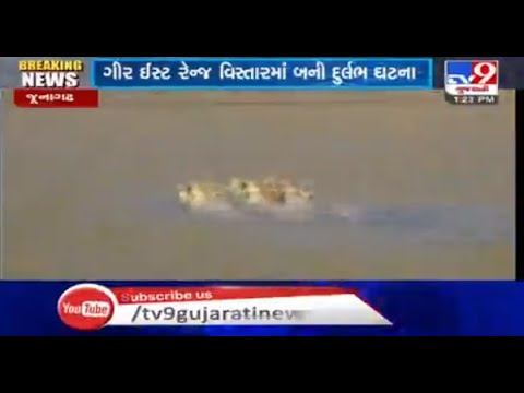 Rare Sight: 3 lions seen swimming across Shetrunji river in Gir east ...