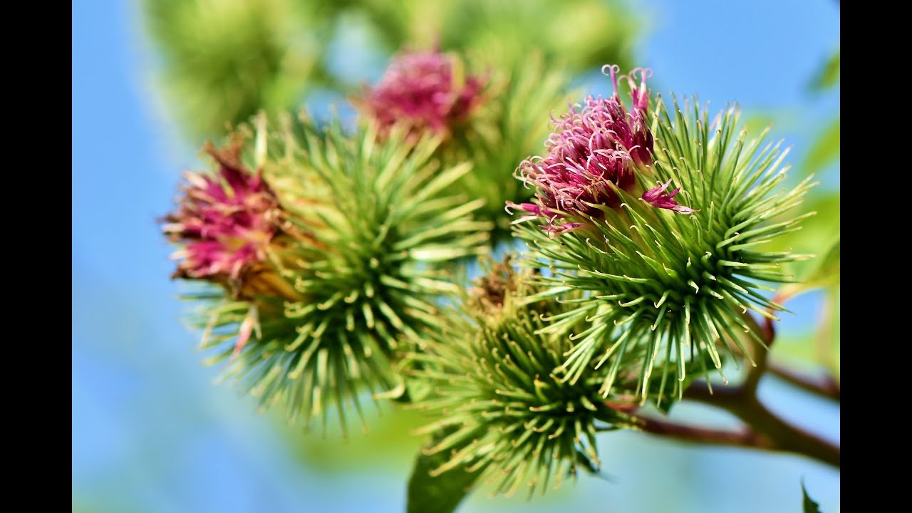 Mensaje de Aloha 🧞‍♀️ Aloha Tarot Dnay 🧞‍♀️🧞‍♂️🧞‍♀️ - YouTube