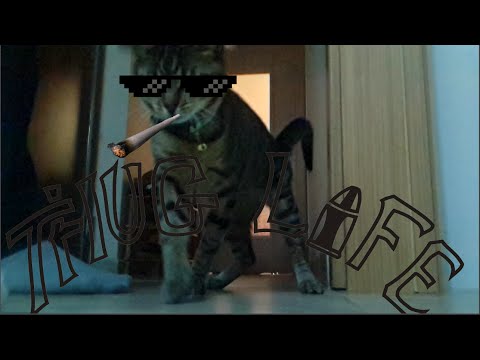 MUHTEŞEM THUG LİFE [KEDİDEN MÜTHİŞ ÇALIM[