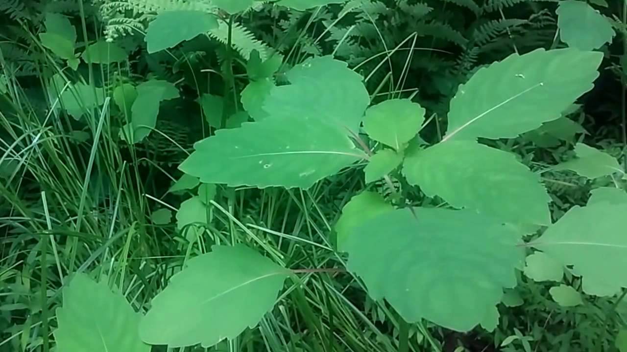 JEWELWEED - A Medicinal And Edible Plant - YouTube