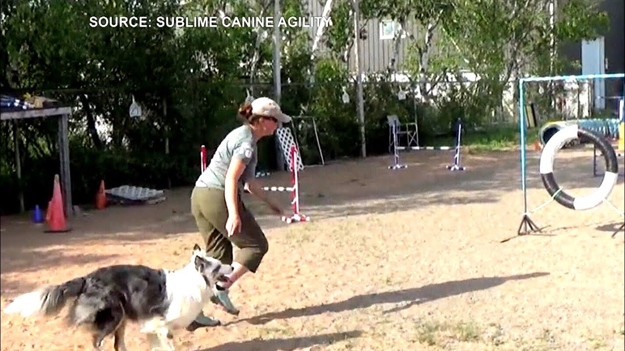 'Untrainable' deaf dog defies odds, becomes Canadian agility champ ...