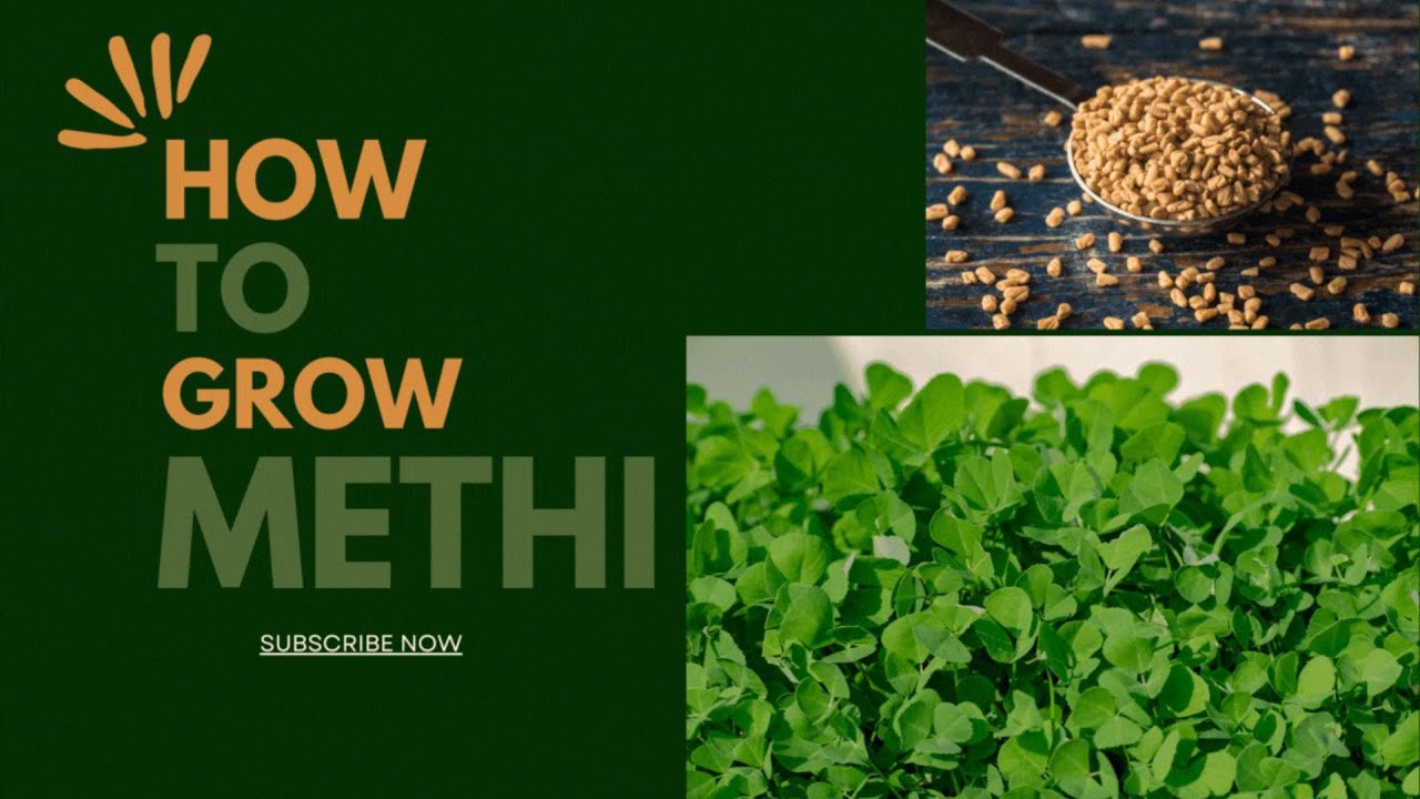 How to grow Methi (fenugreek)#homegarden #kitchengarden #methi - YouTube