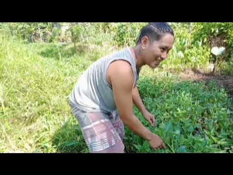 KAWATAN OG TANGKONG (-BISAYA VINES-) - YouTube