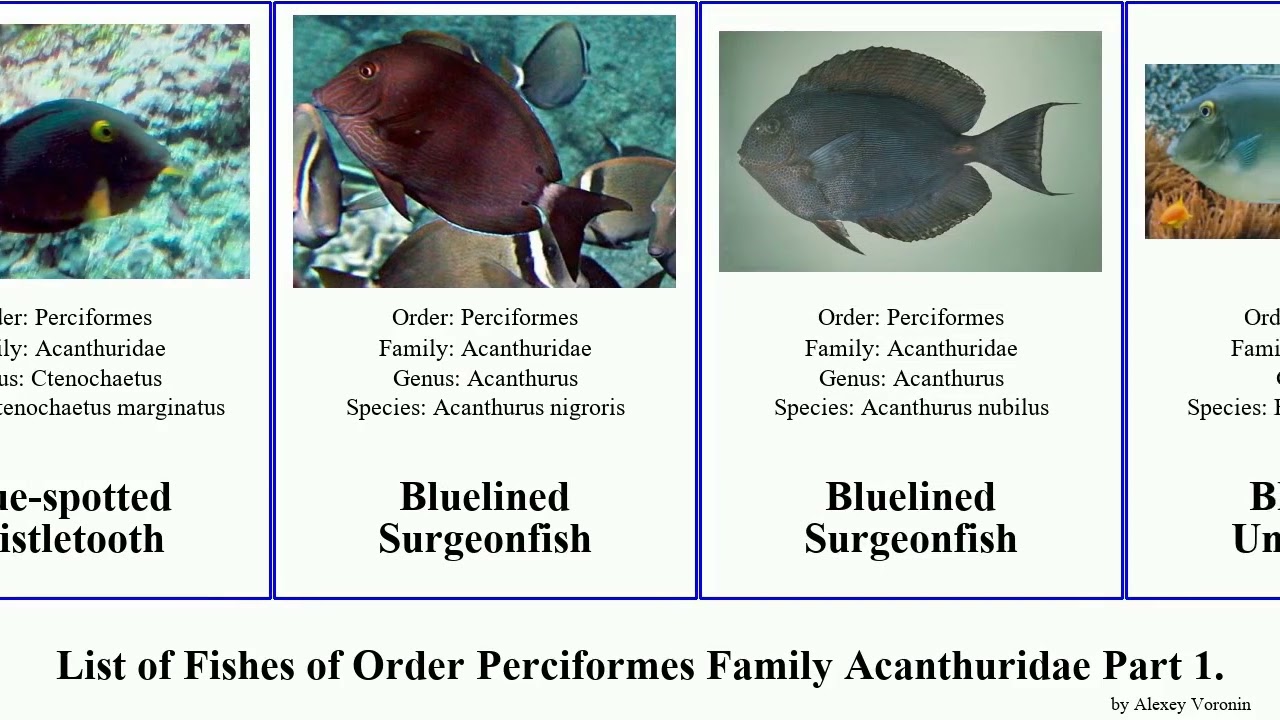 List of Fishes of Order Perciformes Family Acanthuridae Part 1 ...