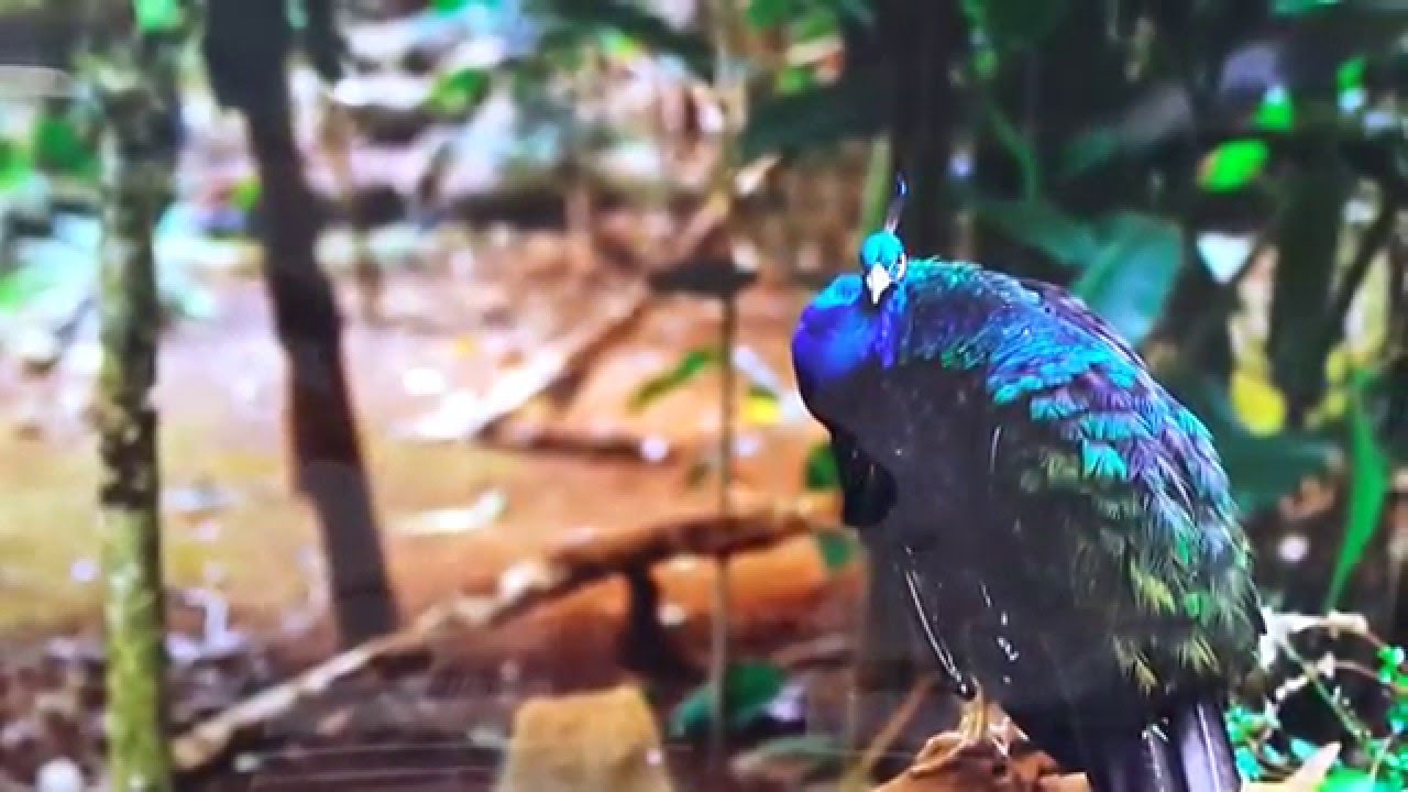 4k tv de 4 k goruntu izleme - YouTube