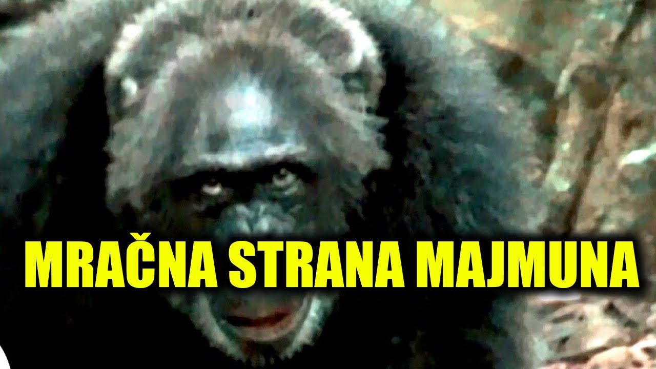 Zastrašujuća Istina o Šimpanzama - YouTube