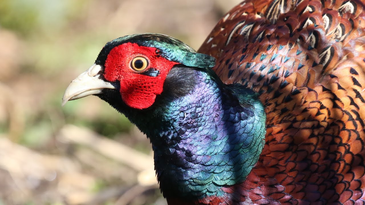 Common Pheasant: Close Up & Pheasant Facts - YouTube