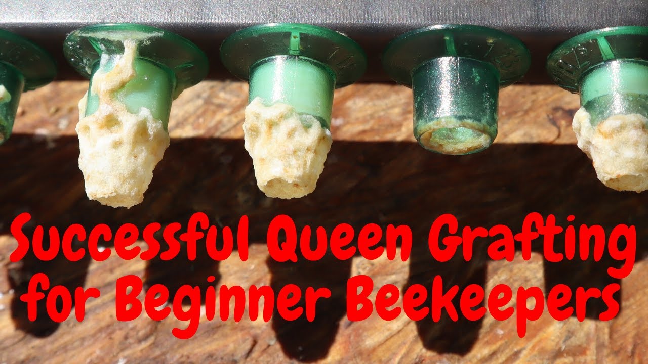 🔵Grafting Queens for Beginners! Queen Rearing series | Part 2 - YouTube