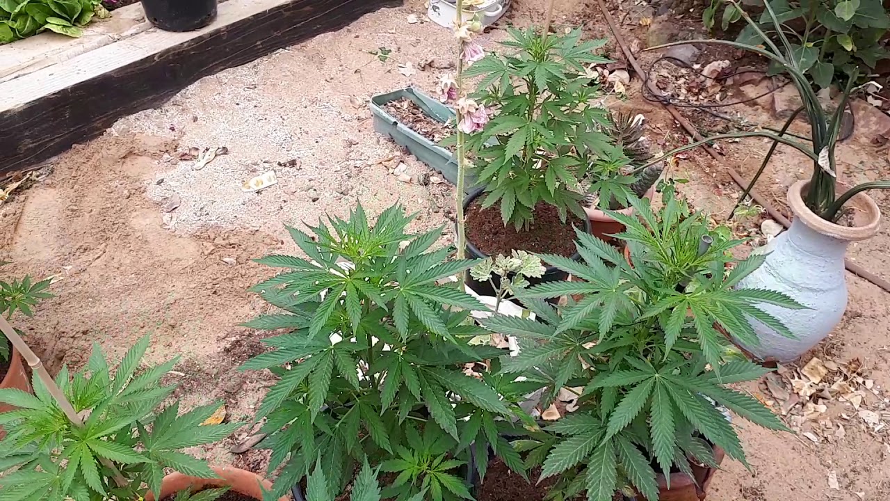 Autoflowers day 70 outdoor - YouTube