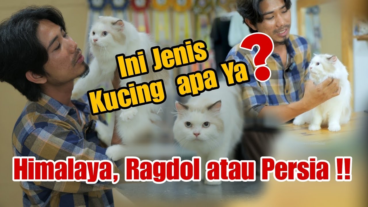 KUCING RAGDOLL KW 😂😂| SEBENARNYA BAYI JENIS KUCING APA YA ??? - YouTube