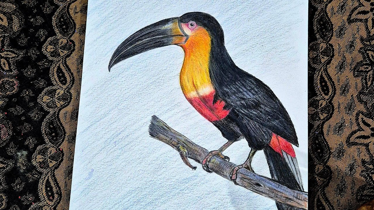 Toucan bird colored pencil drawing by Mr. Siyad #art #drawing # ...