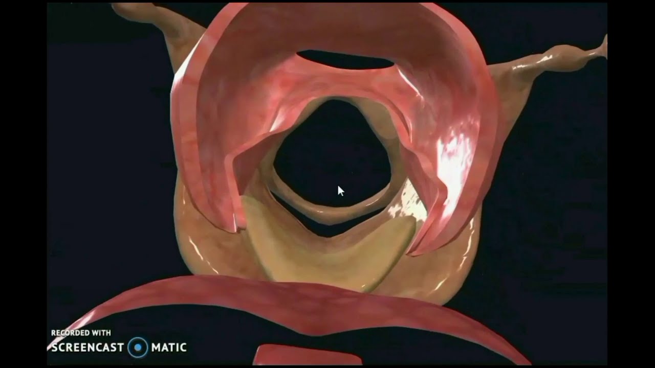 ANATOMY OF PHARYNX - Location, Extent, Subdivisions, Muscles, Blood and ...
