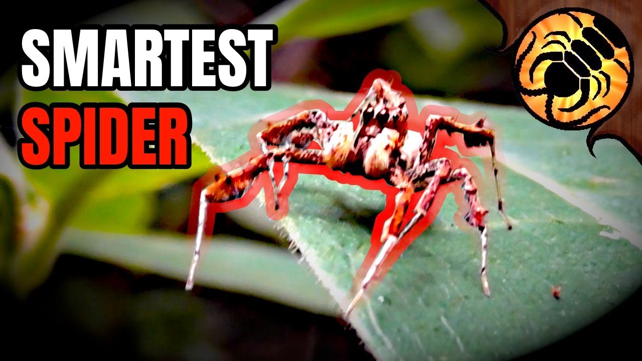 World's SMARTEST Spider! Plus MUCH More - YouTube