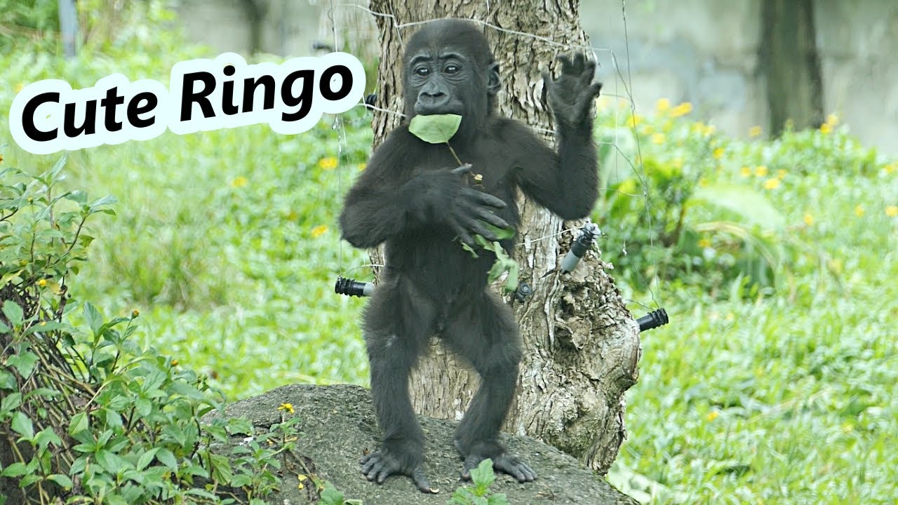 Little gorilla Ringo's cute daily routine. / 小金剛猩猩Ringo的可愛日常 - YouTube