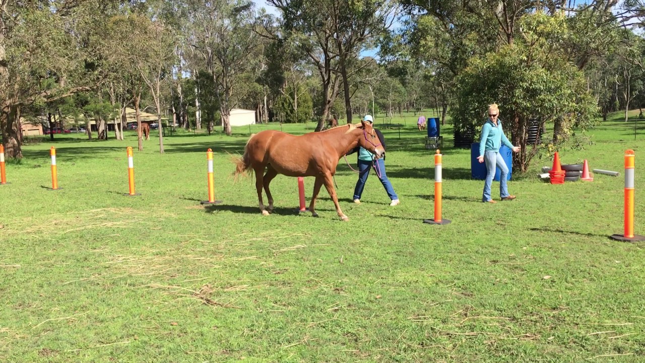 Equine Therapy Game 1 with support - YouTube