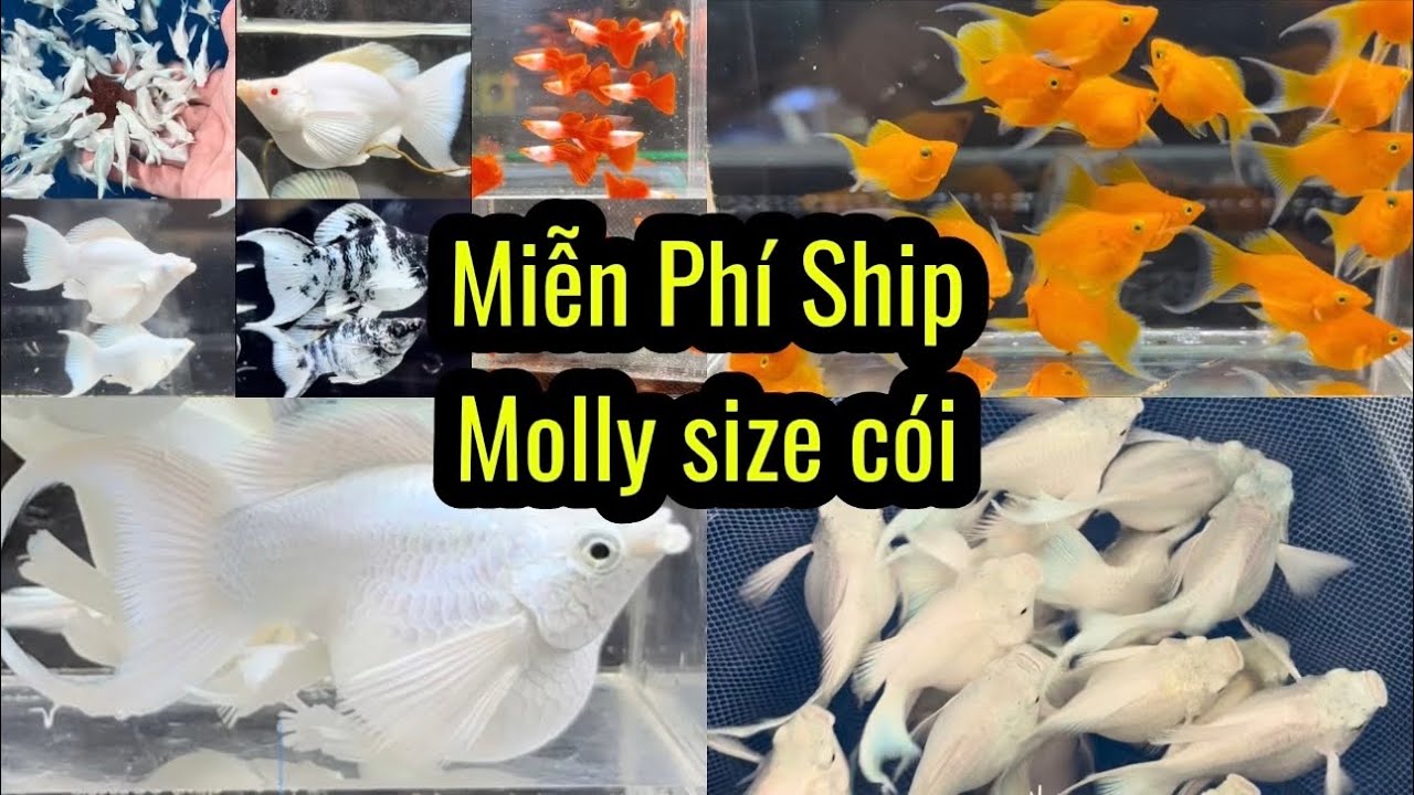 Khuyến Mãi Miễn Phí Ship Với Tất Cả Dòng Cá Bên Trại | Molly Size cói ...